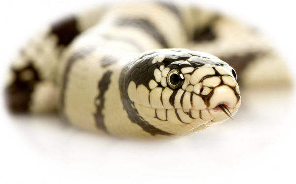 ¿Sabes lo que tienes que hacer si te encuentras una serpiente ...